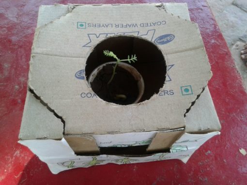 Experiment on Phototropism – NeeV